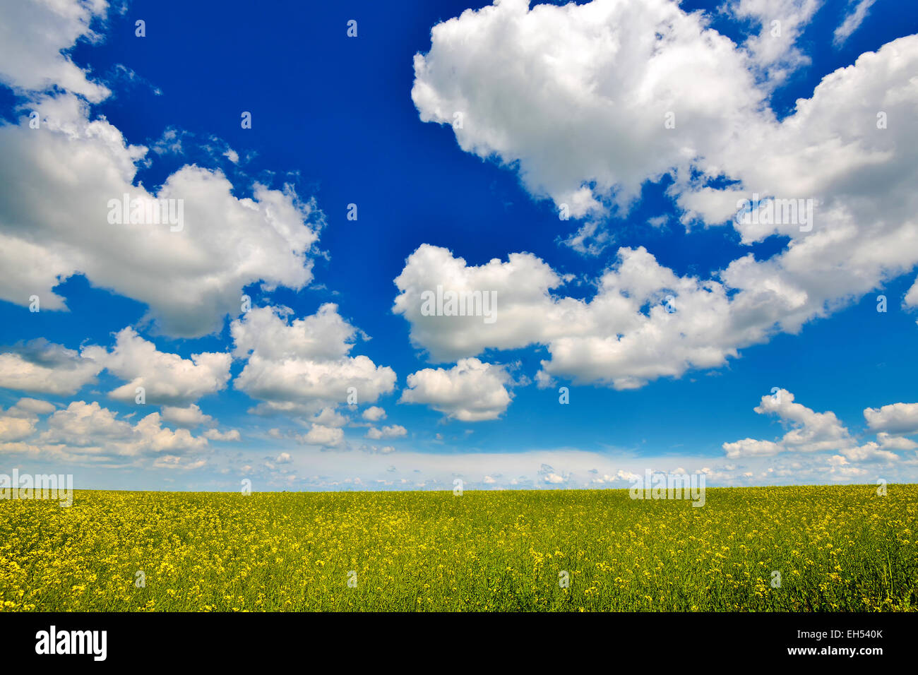 Rape land with a rich blue sky on a summer day Stock Photo - Alamy