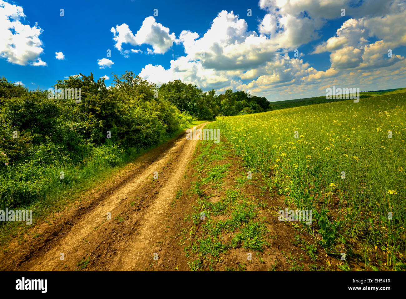 Rape land and road with a rich blue sky on a summer day Stock Photo - Alamy