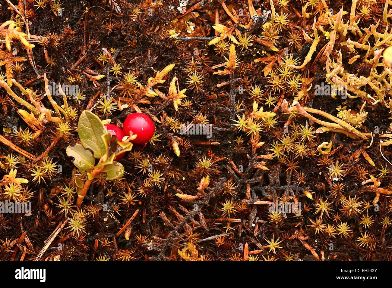background yellow autumn forest moss Stock Photo - Alamy