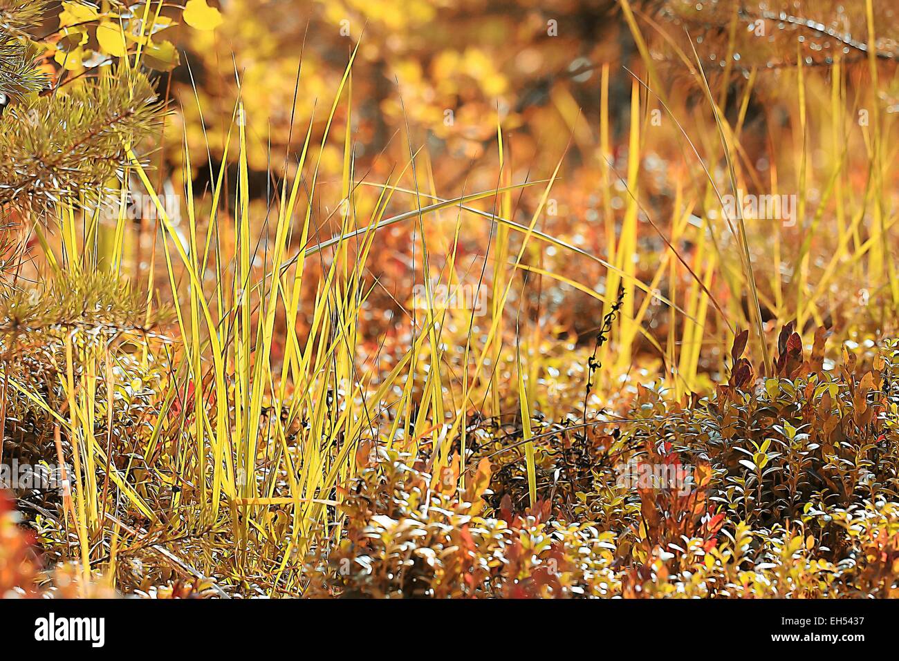 background yellow autumn forest moss Stock Photo - Alamy