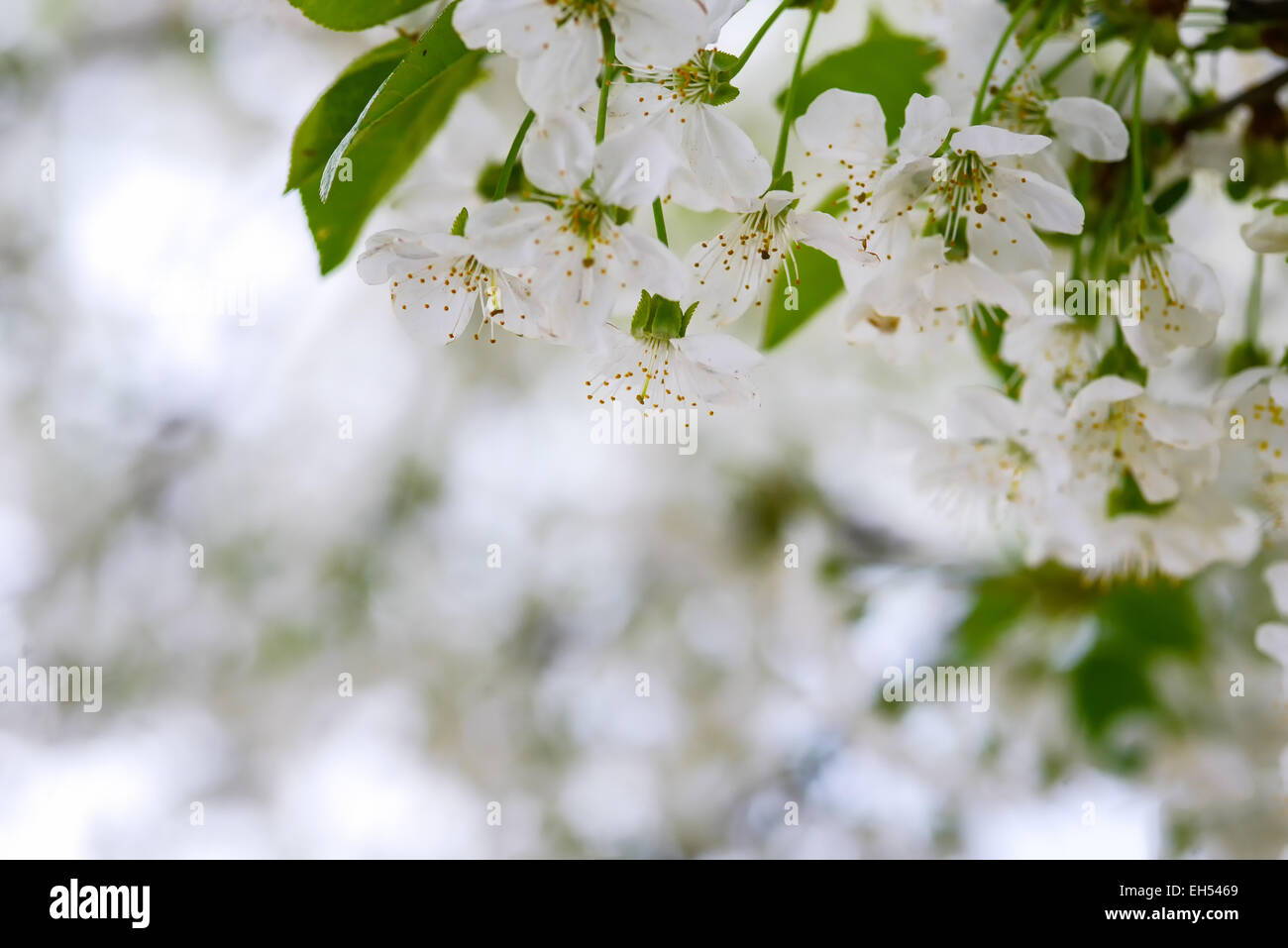 Beautiful spring day in cherry hi-res stock photography and images - Alamy