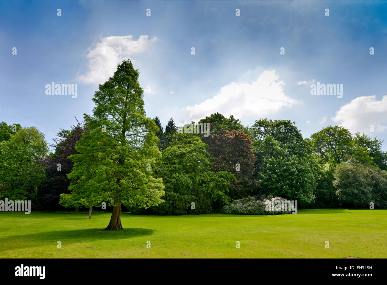 One fir tree hi-res stock photography and images - Alamy