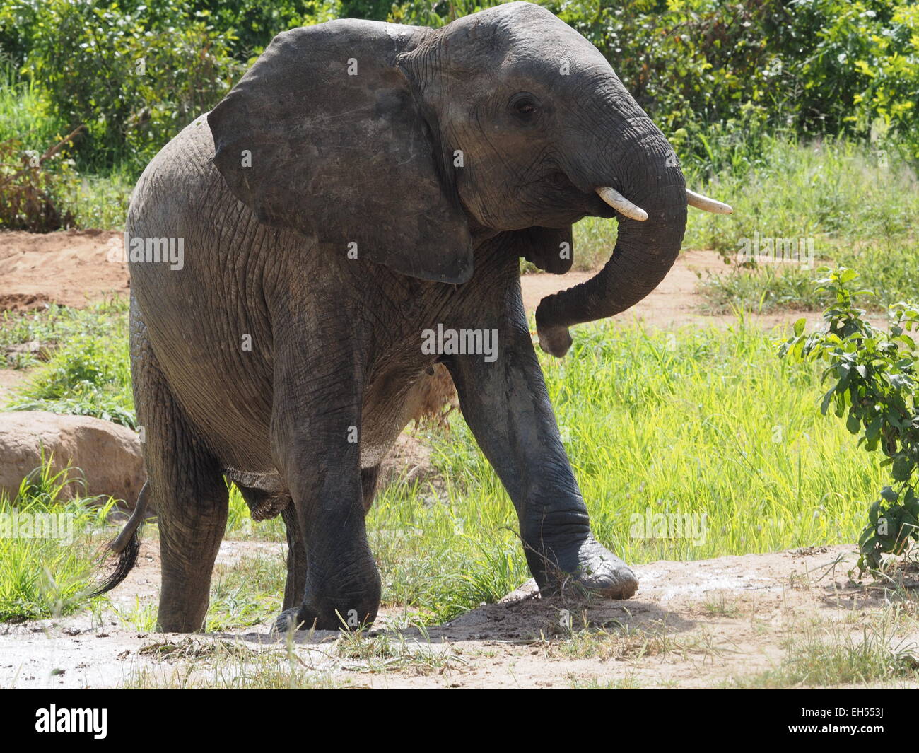 Young bull African elephant (Loxodonta Africana) with small tusks ...