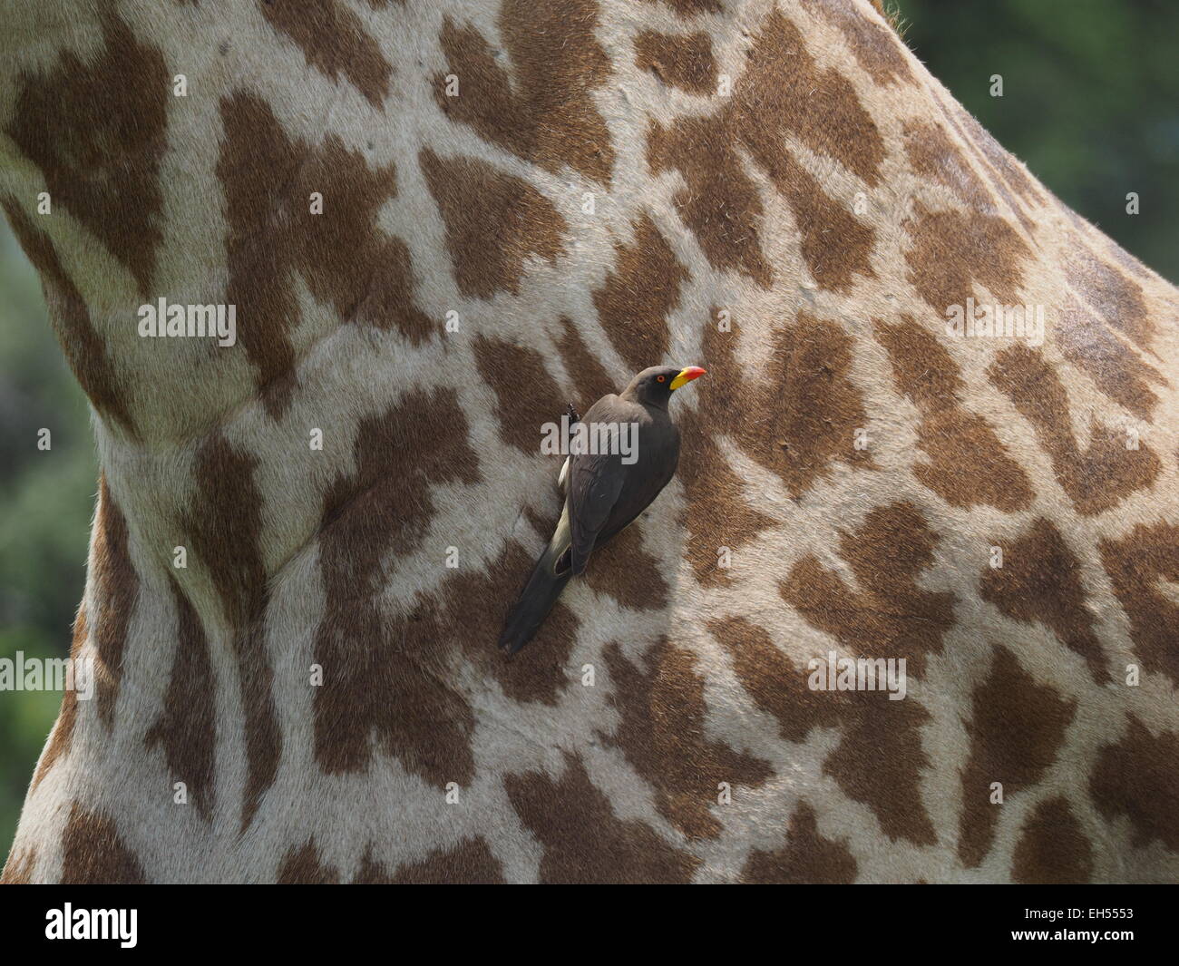 Oxpecker on a giraffe hi-res stock photography and images - Alamy