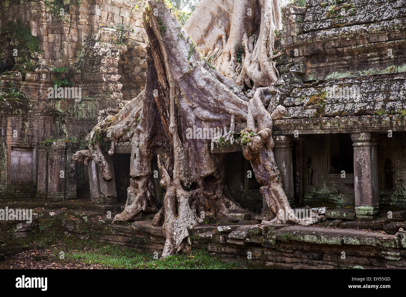 Spung tree hi-res stock photography and images - Alamy