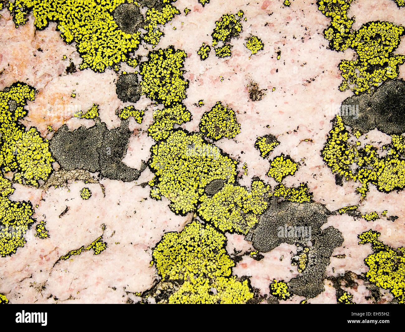 Lichen And Rose Quartz Abstract Stock Photo - Alamy