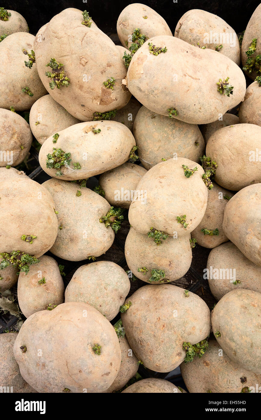 Bushel sprouts hi-res stock photography and images - Alamy