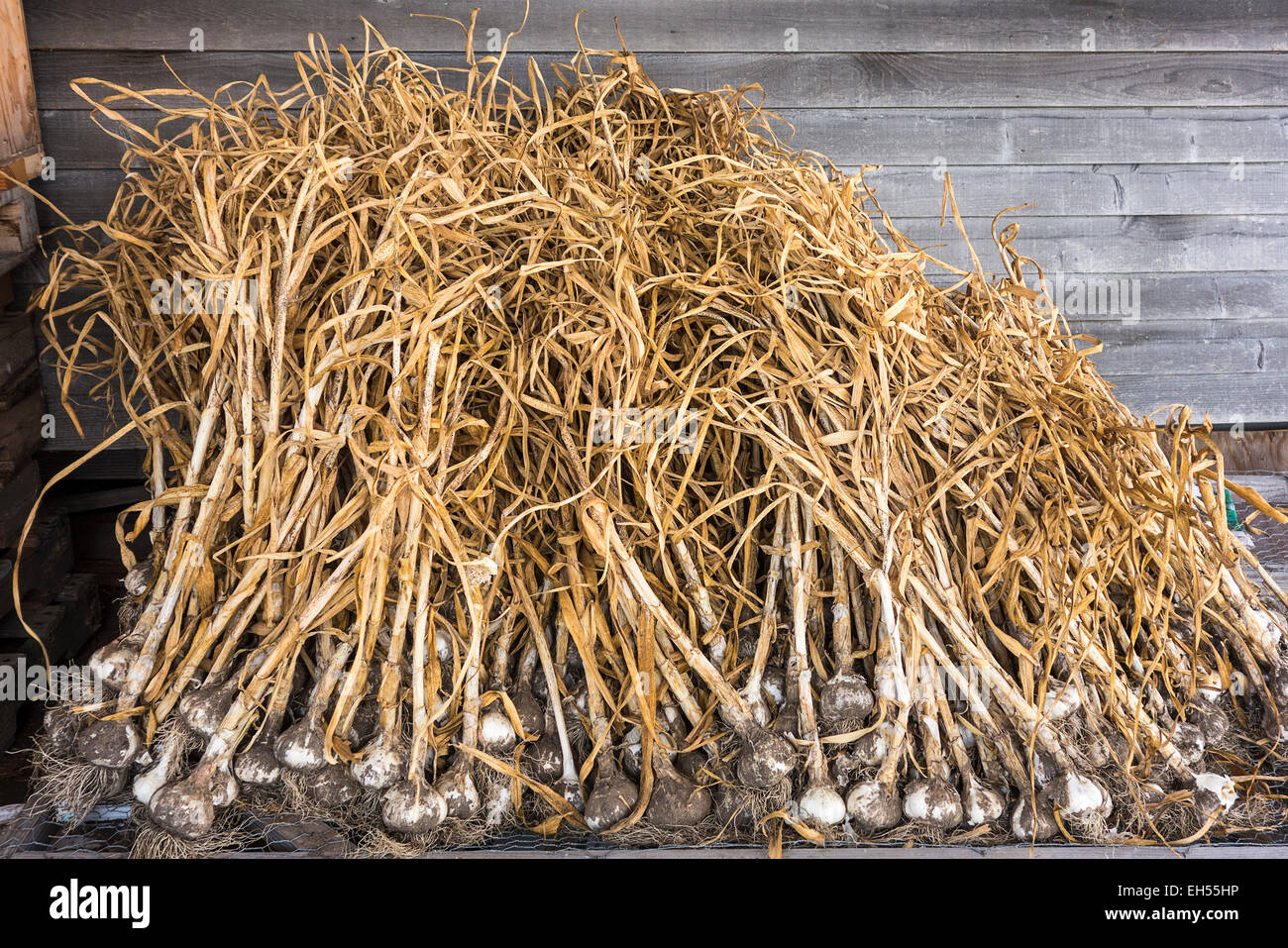 Raw Organic Garlic On Farm Stock Photo - Alamy