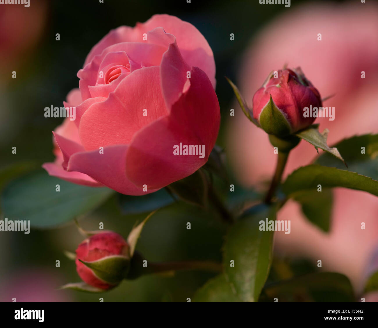 Rose flower and rose buds Stock Photo - Alamy