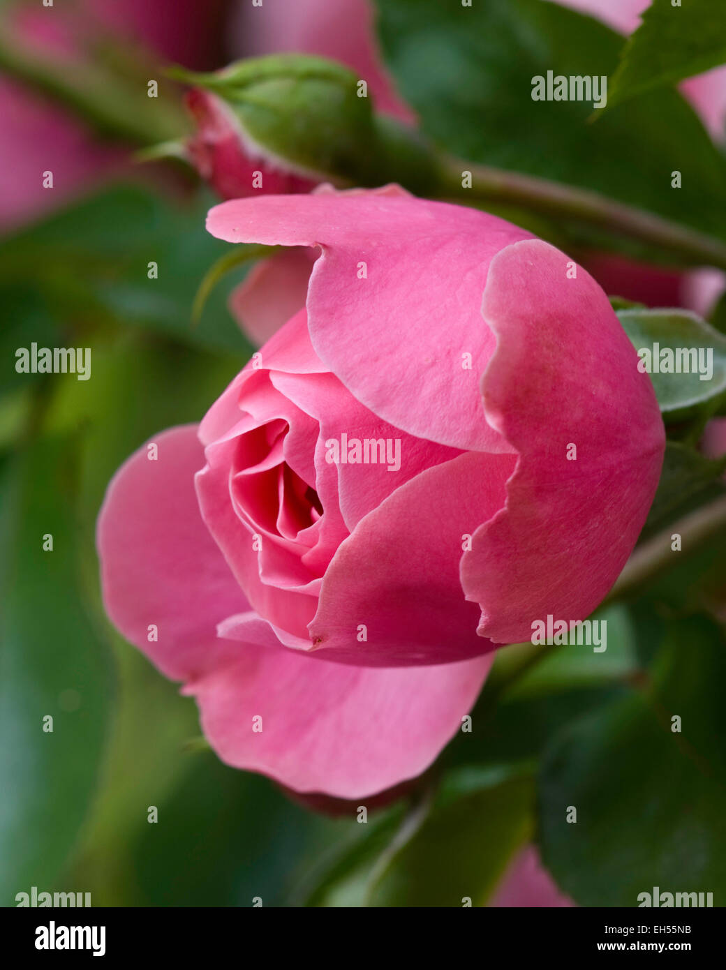 Pink Rose in a garden Stock Photo - Alamy