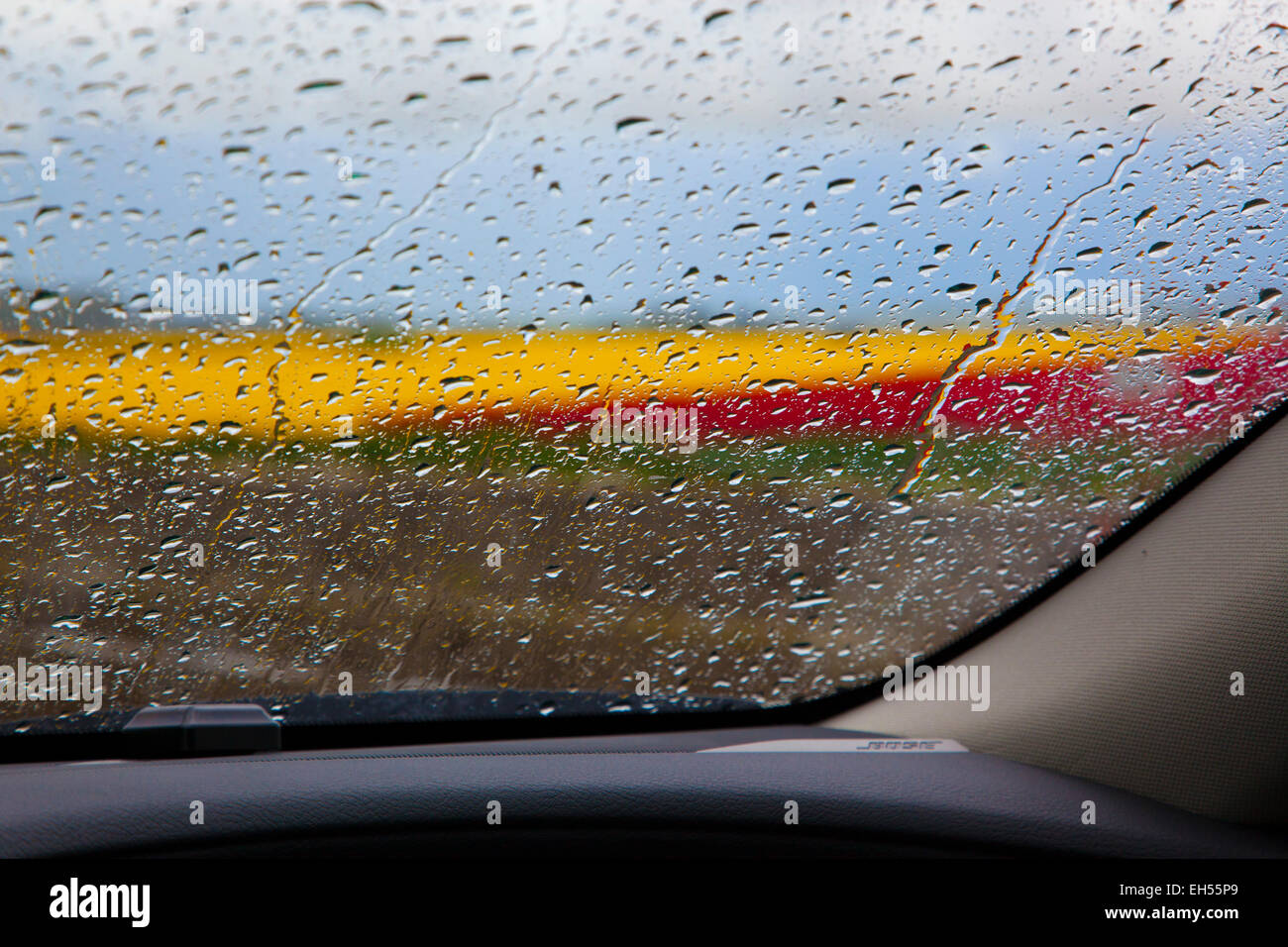 Tulip fields, seen through a wet windscreen, at Laconner, Skaggit ...