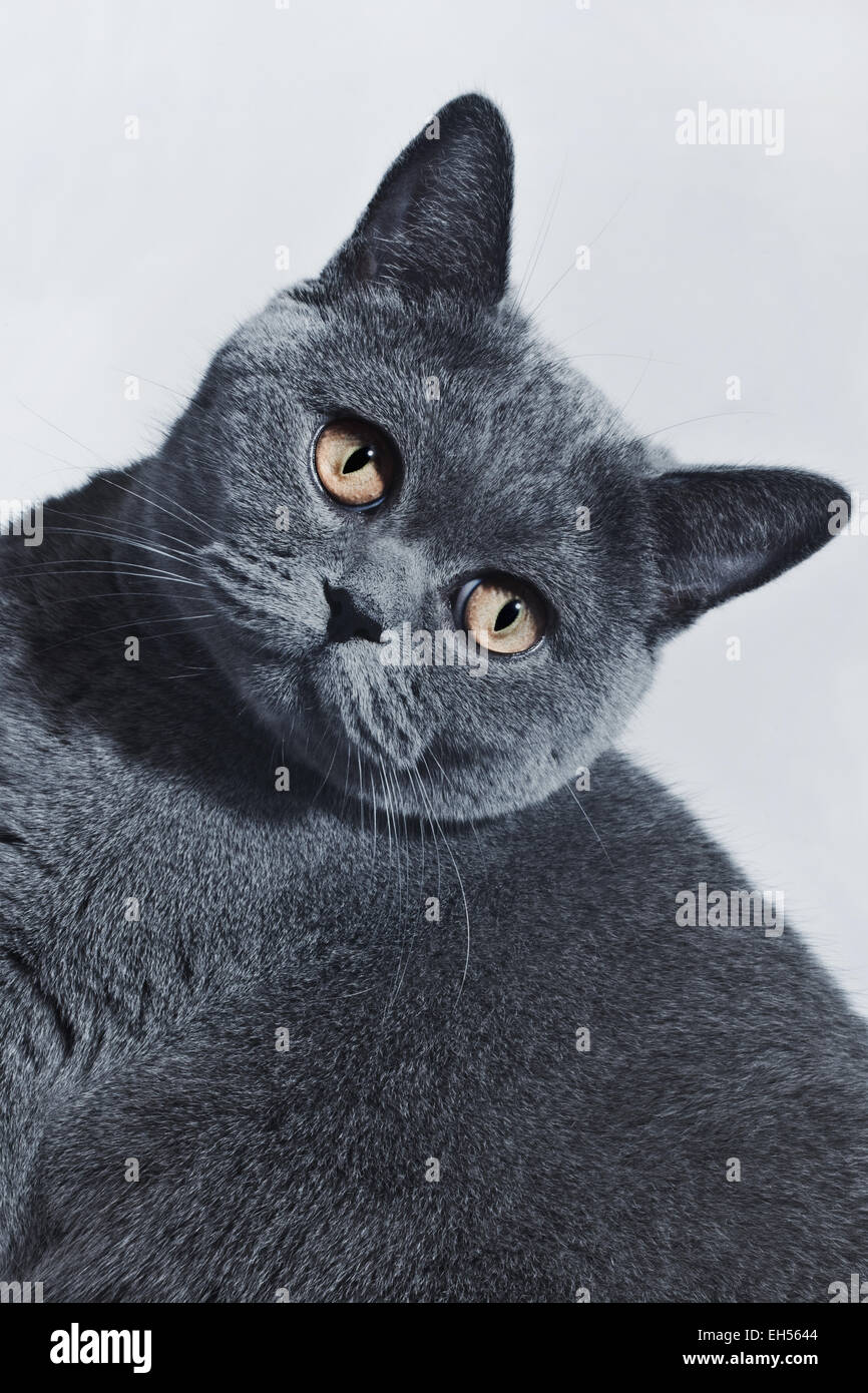 Portrait of young short-haired British gray cat on a white background ...