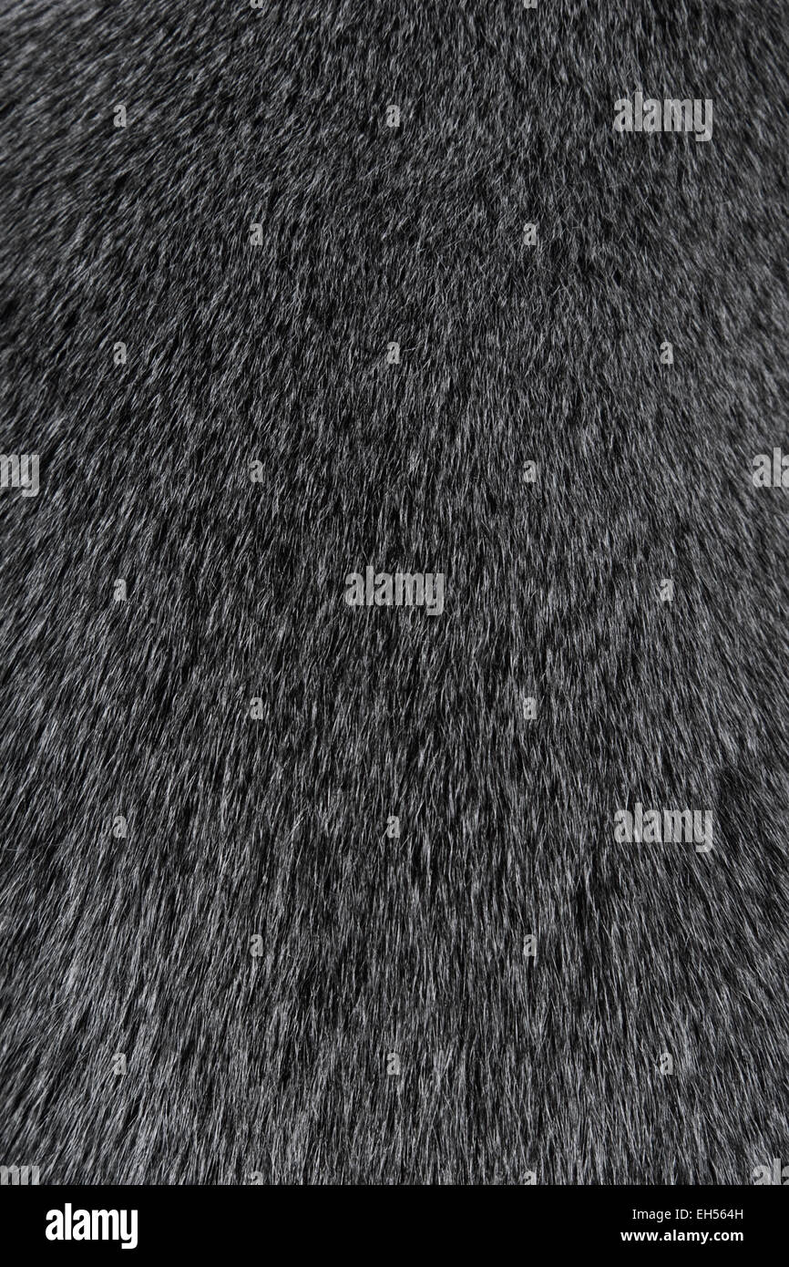 Smooth hair dog hi-res stock photography and images - Alamy