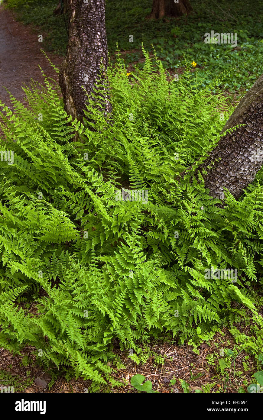 Bulbifera hi-res stock photography and images - Alamy