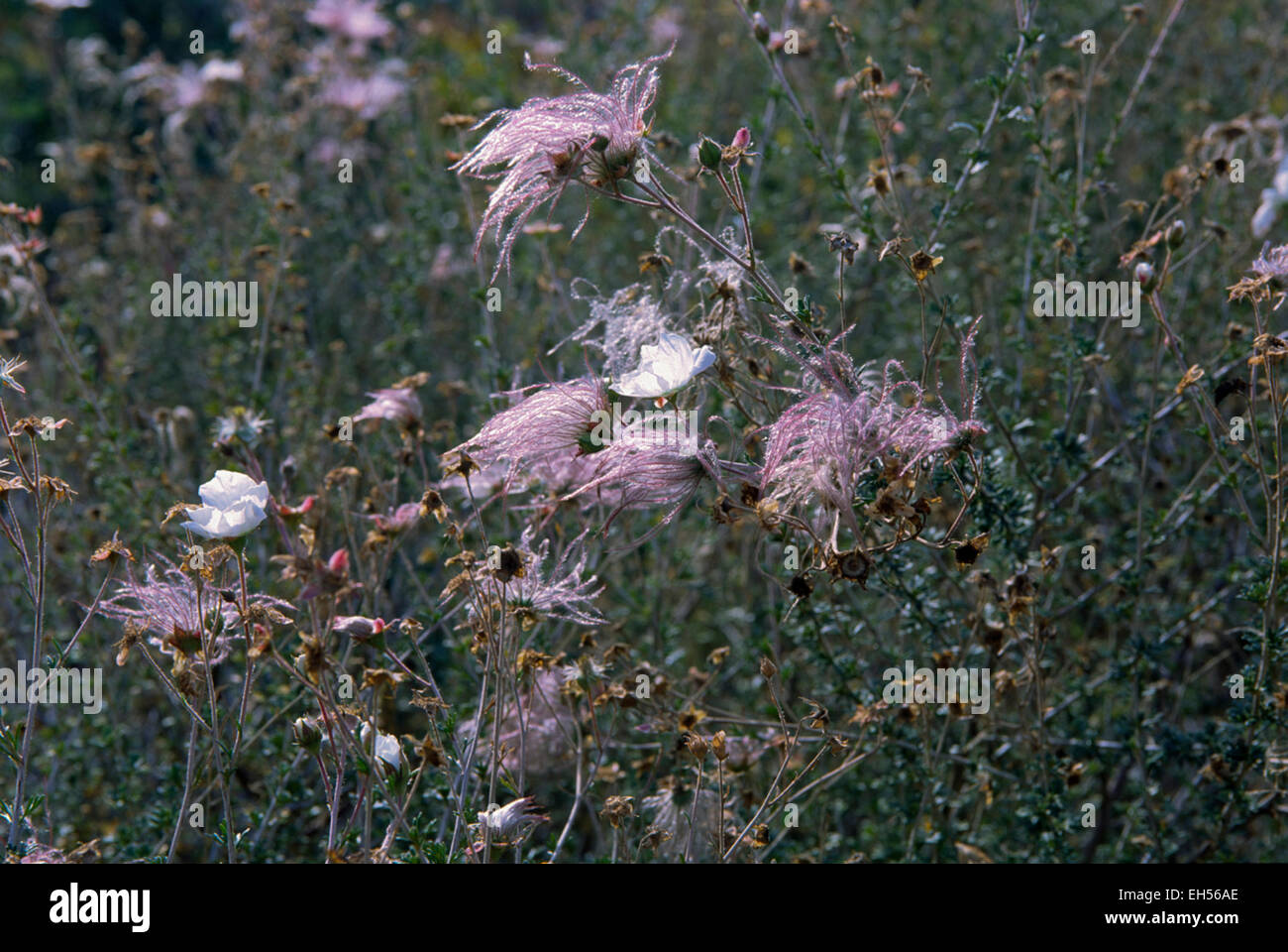 Prairie smoke hi-res stock photography and images - Alamy