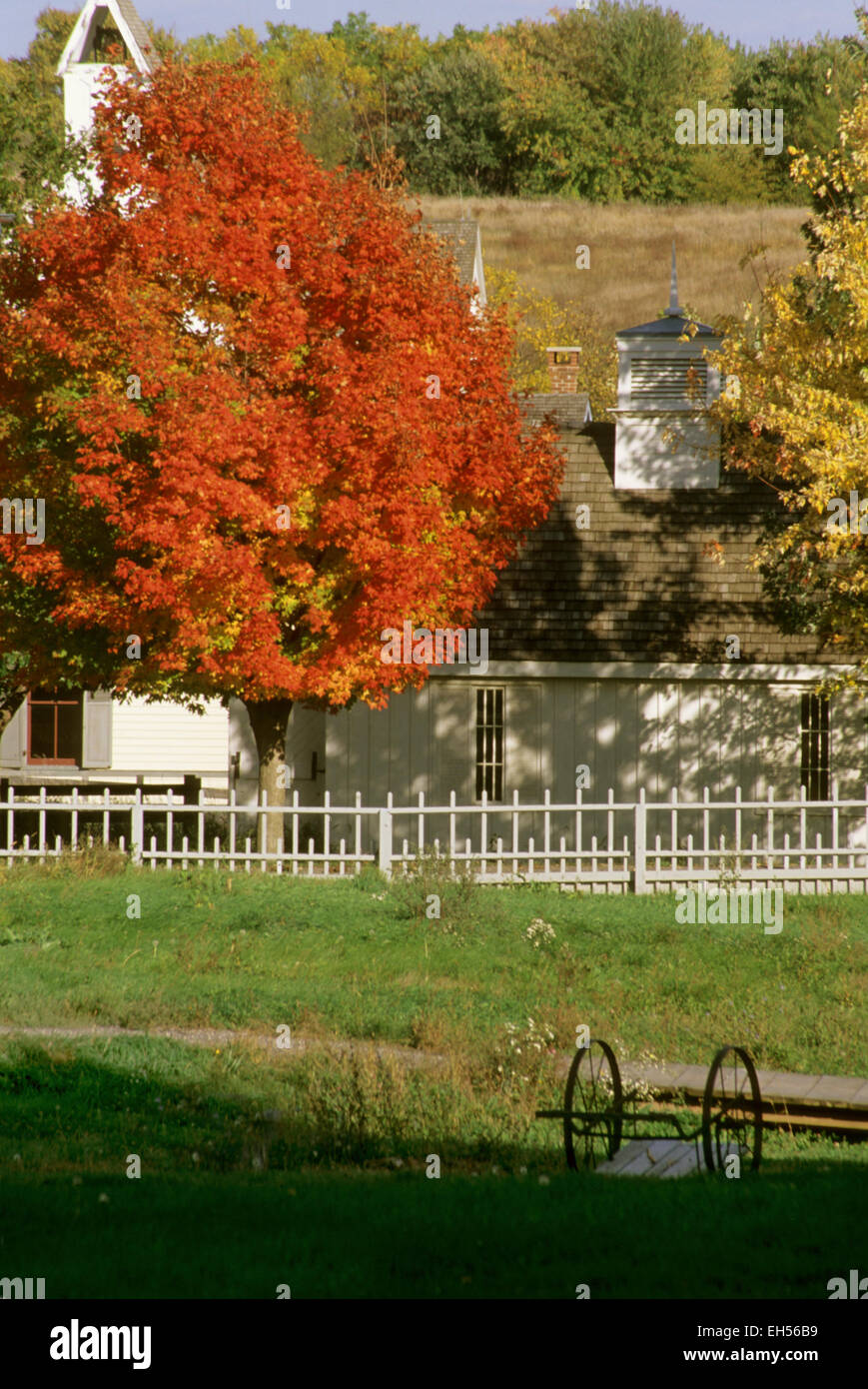 Maple tree in Fall Stock Photo - Alamy