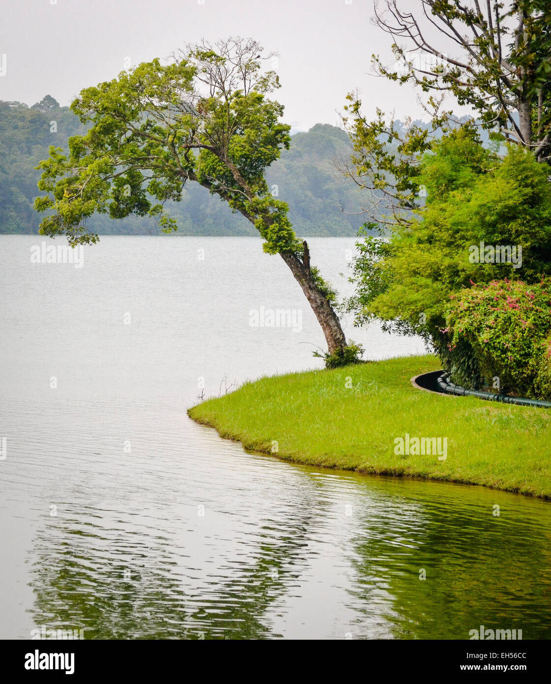 Tree, Singapore Zoo Stock Photo - Alamy