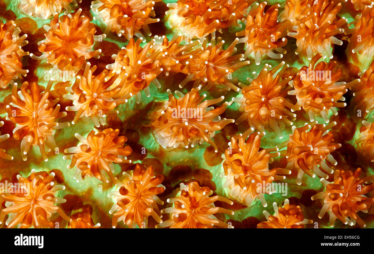 Polyps High Resolution Stock Photography and Images - Alamy