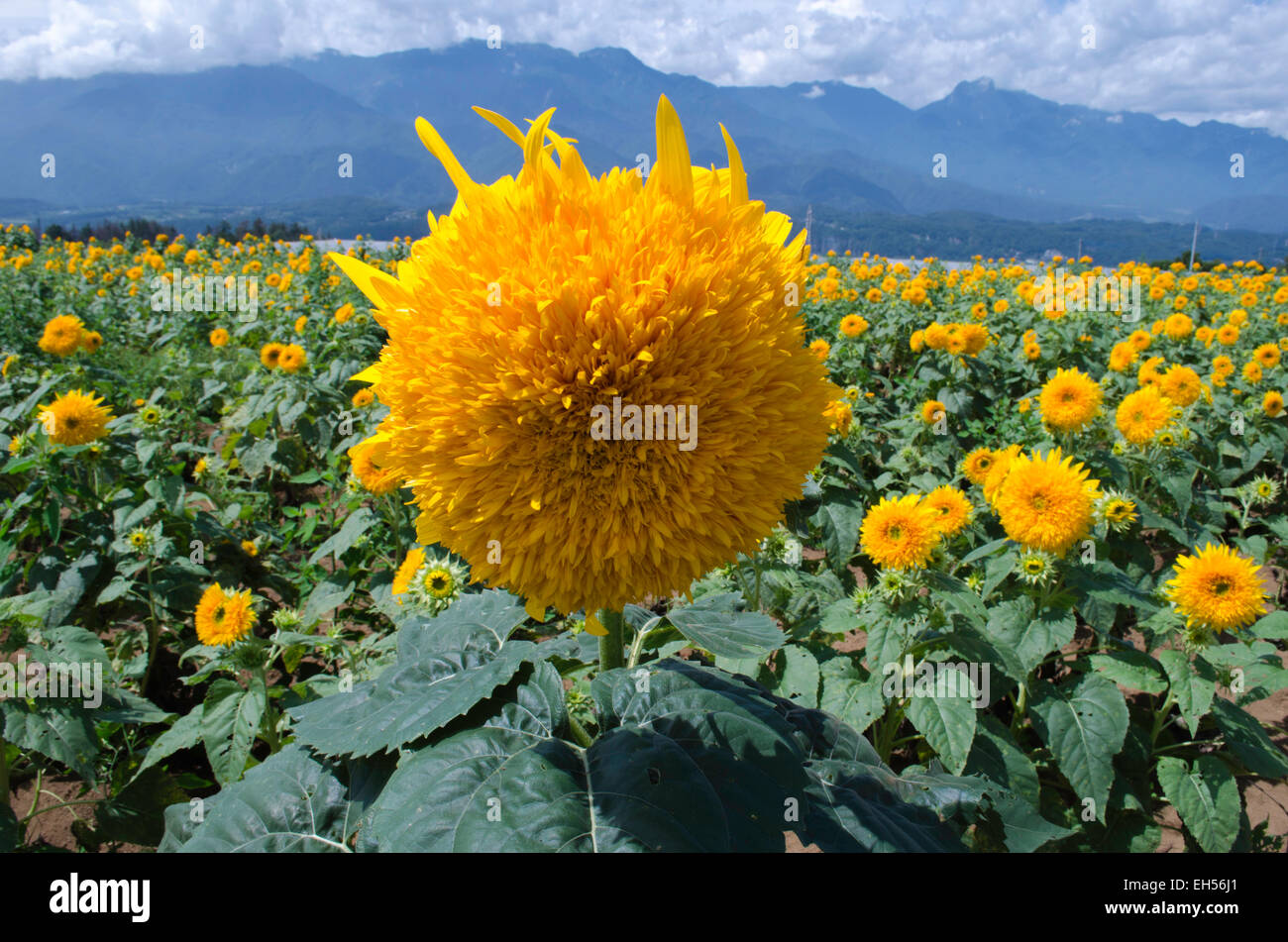 Akeno Sunflower Festival, Hokuto, Yamanashi Prefecture, Japan, Southern ...