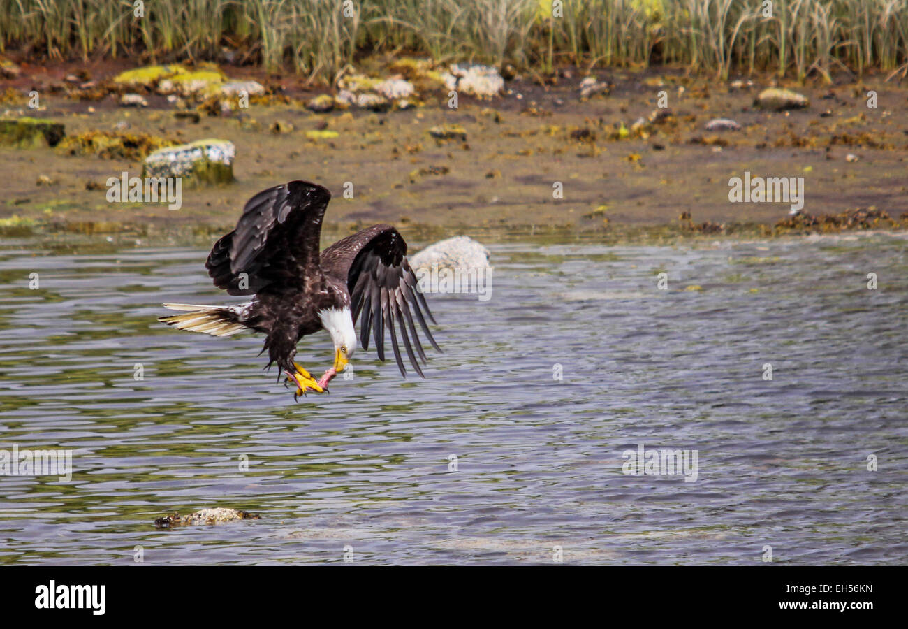 A mature Bald Eagle takes a bite from a piece of meat while it flies ...