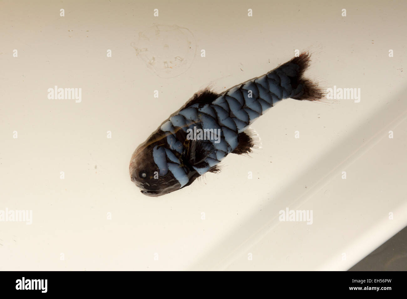 Bathypelagic fish hi-res stock photography and images - Alamy