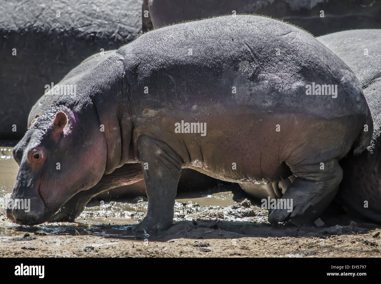 Baby hippo hi-res stock photography and images - Alamy