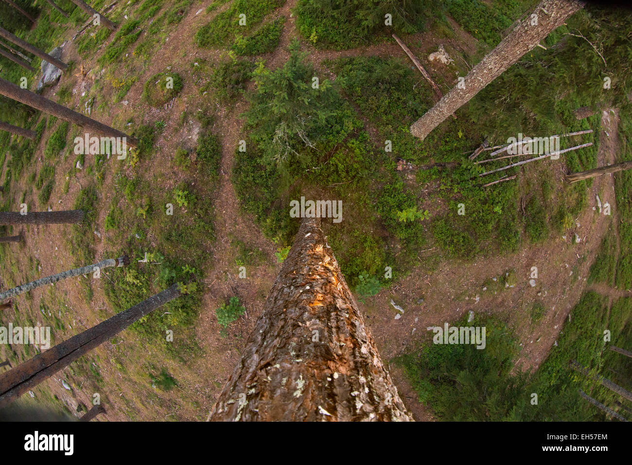 Above trunk hi-res stock photography and images - Alamy