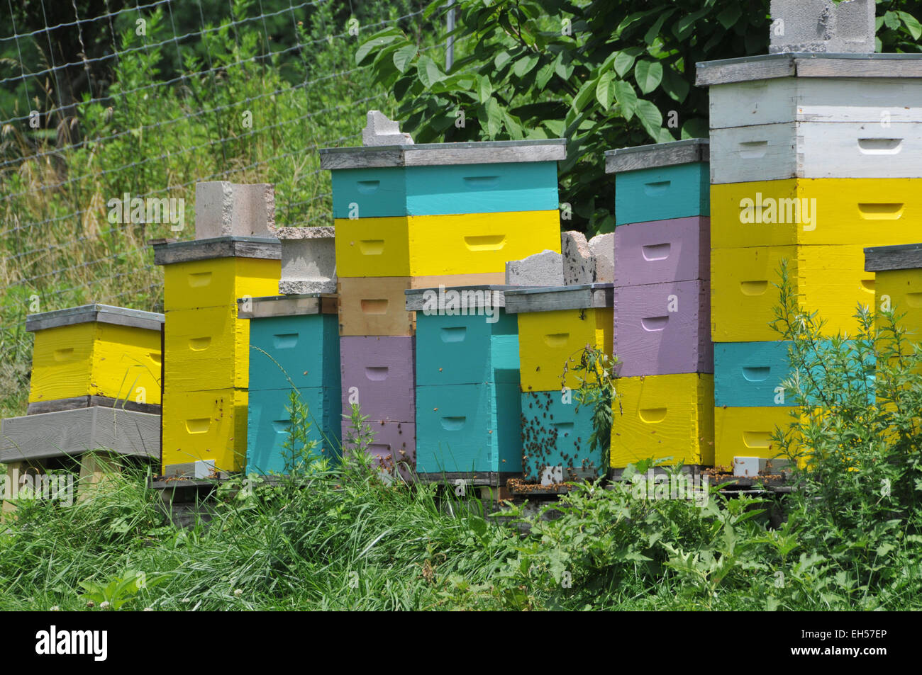 Bee Colony and Bee Keeping to Produce Honey Stock Photo - Alamy