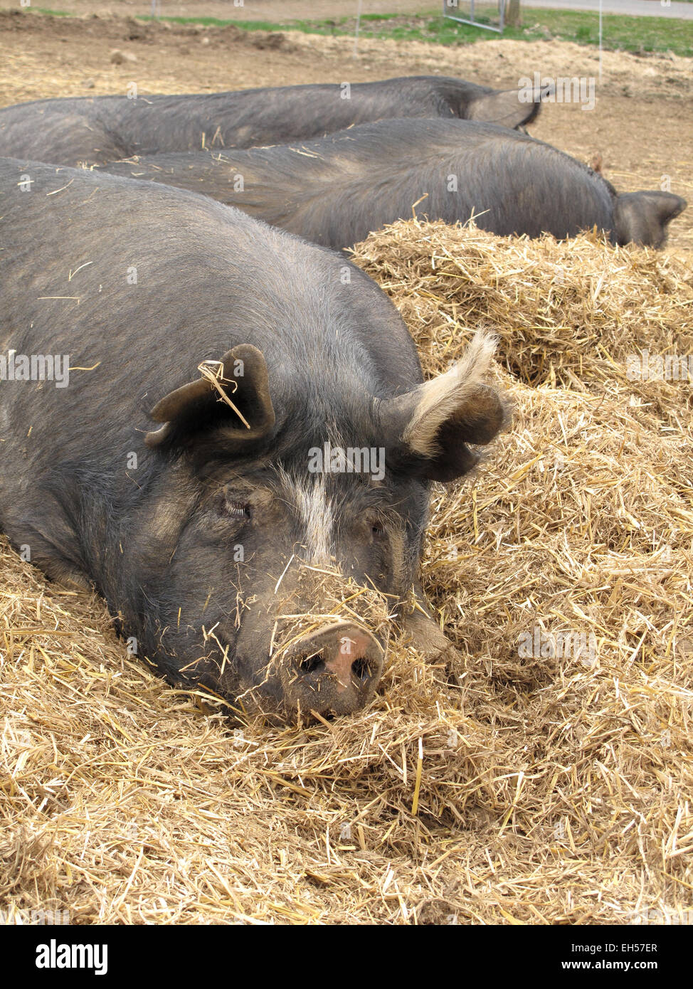 Hog vector hi-res stock photography and images - Alamy