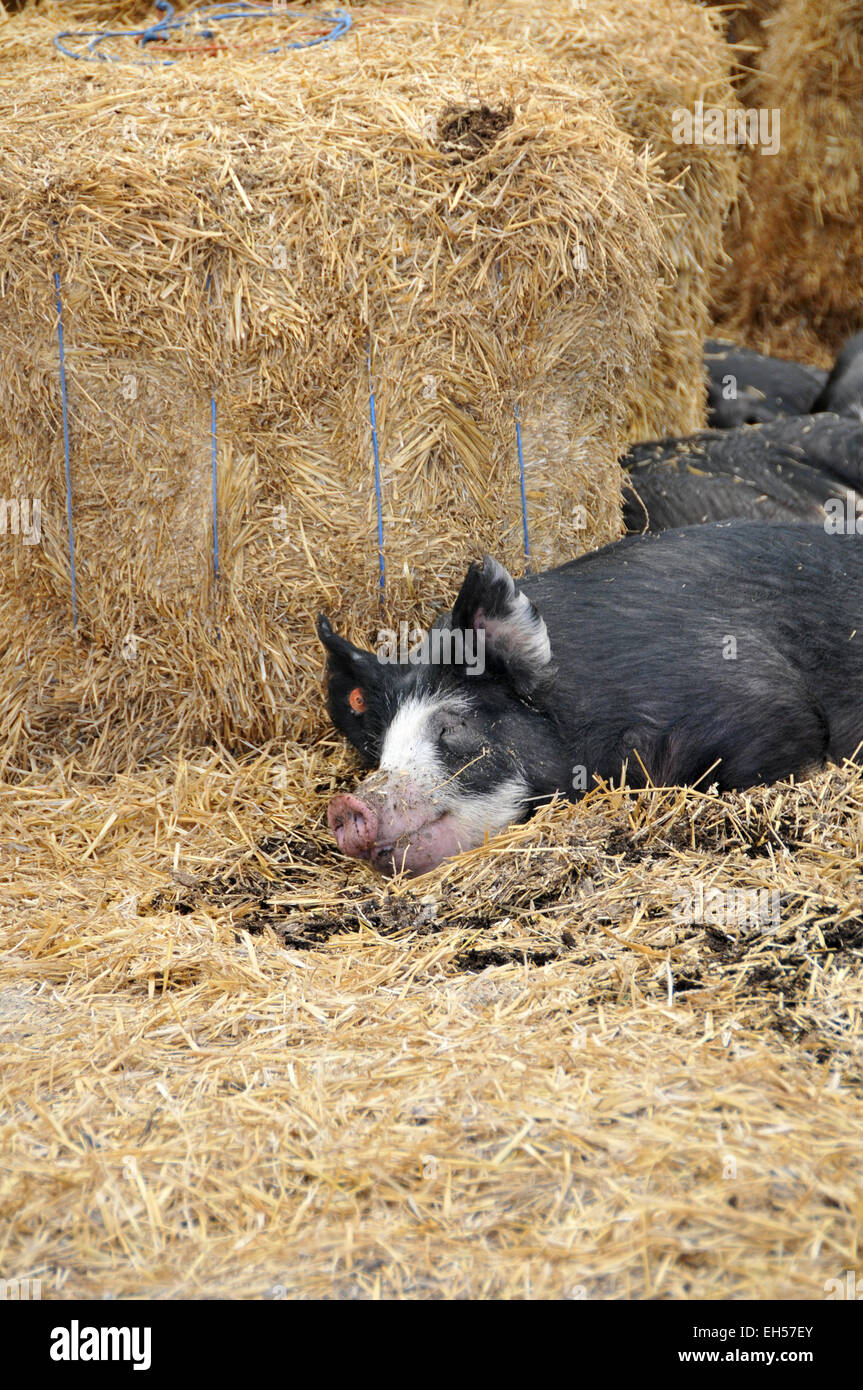 Cute pig icon hi-res stock photography and images - Alamy