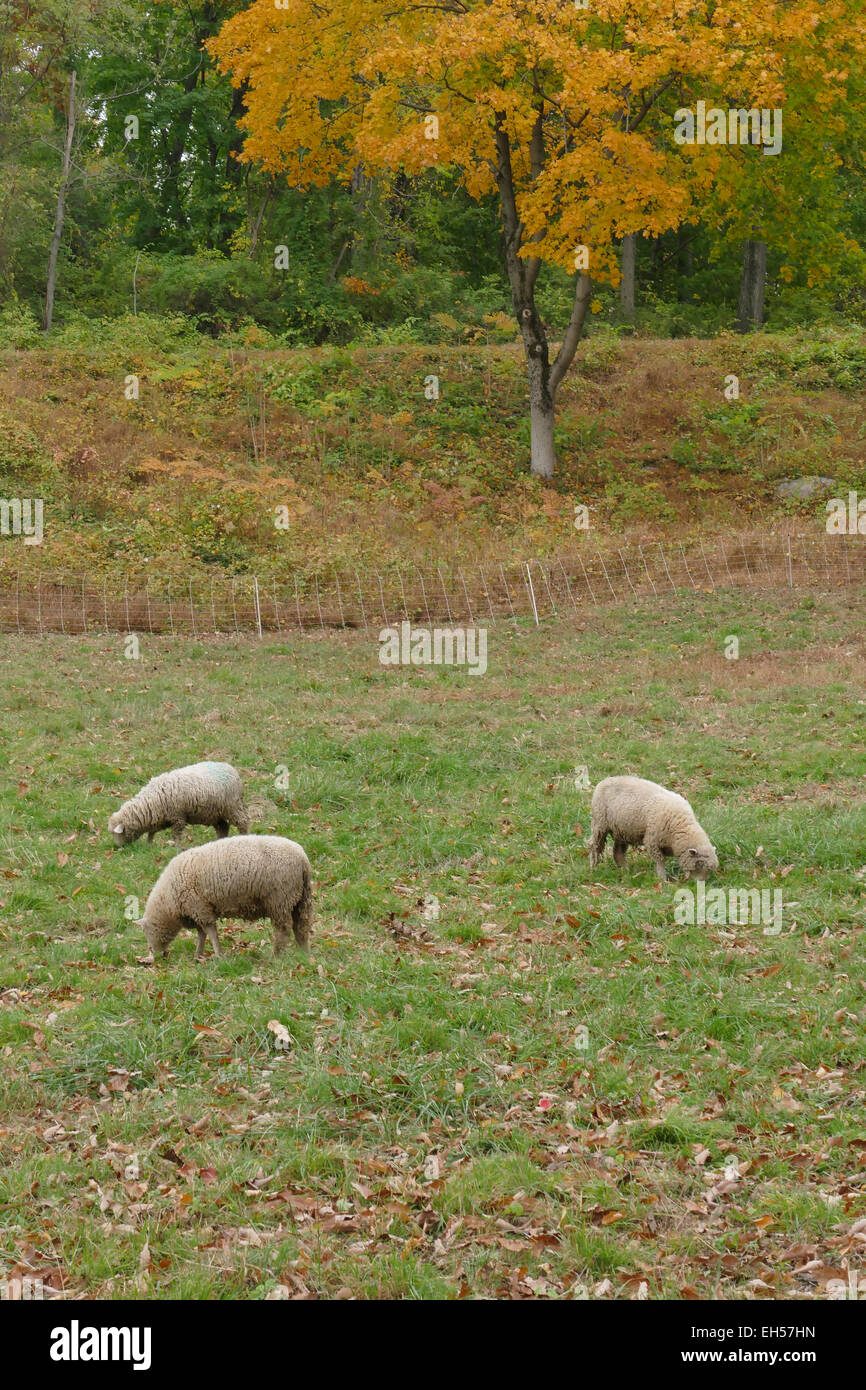 Baby rams hi-res stock photography and images - Alamy