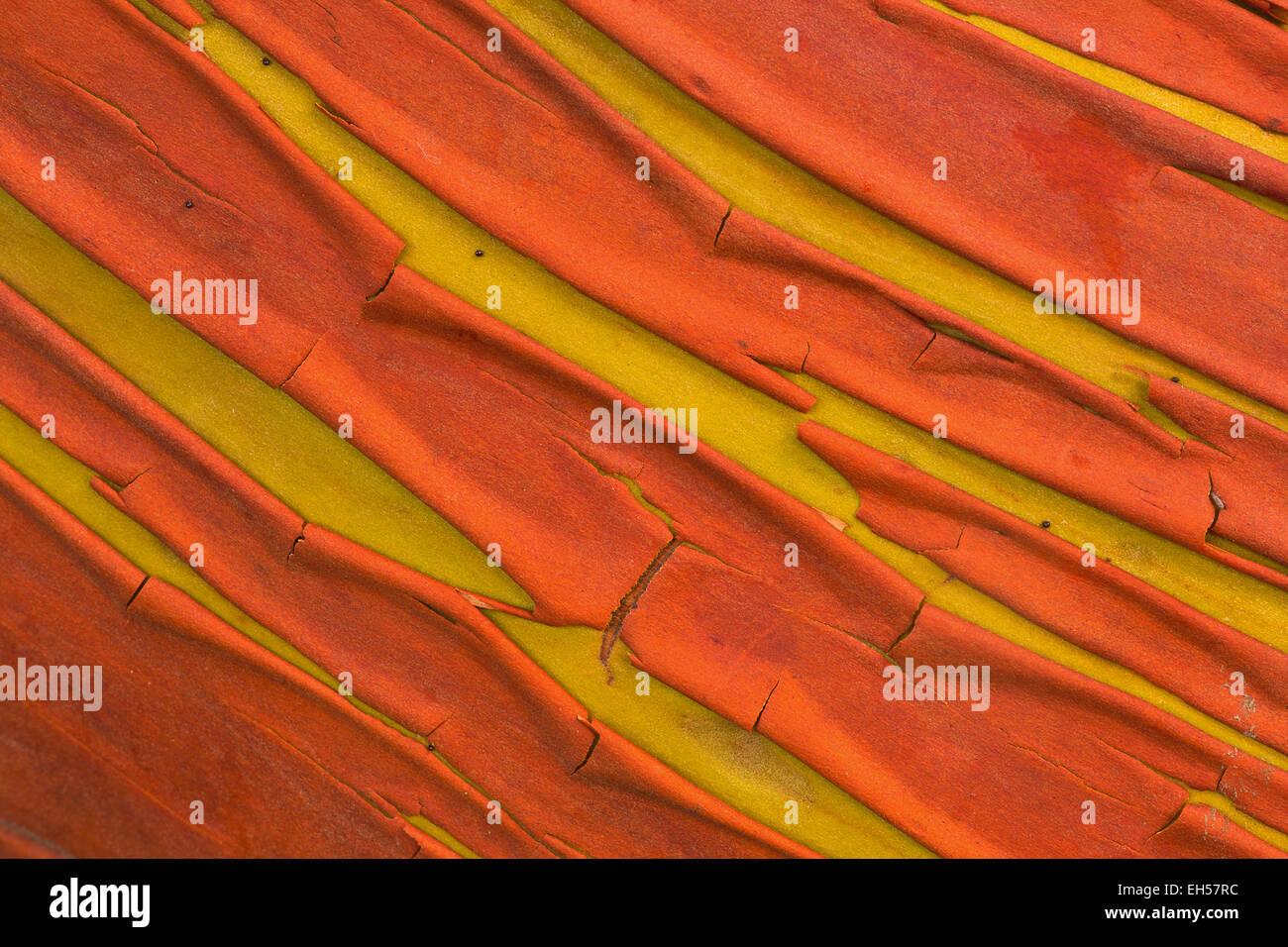 Madrona bark, (Arbutus menziesii), Washington, Whidbey Island Stock ...