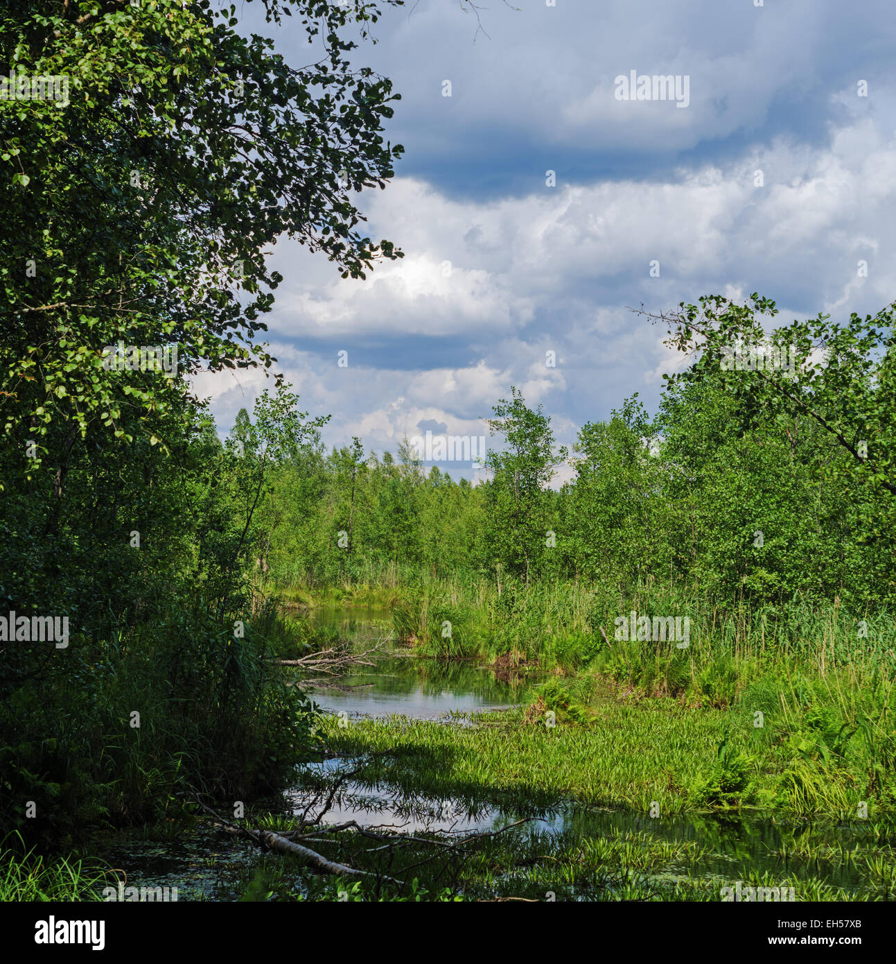 Forest boggy river Stock Photo - Alamy