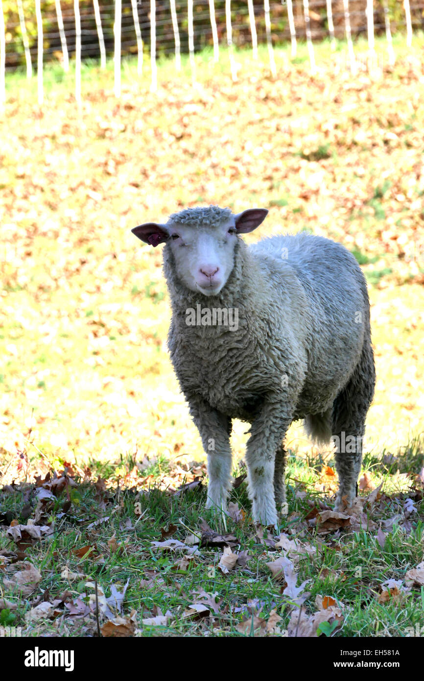 Baby rams hi-res stock photography and images - Alamy