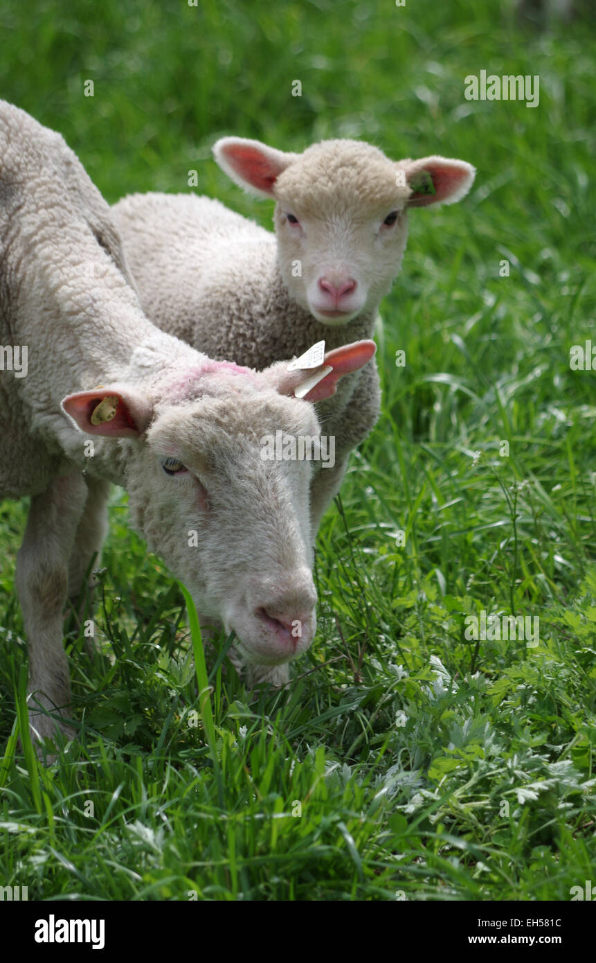 Rams and Sheep Stock Photo - Alamy