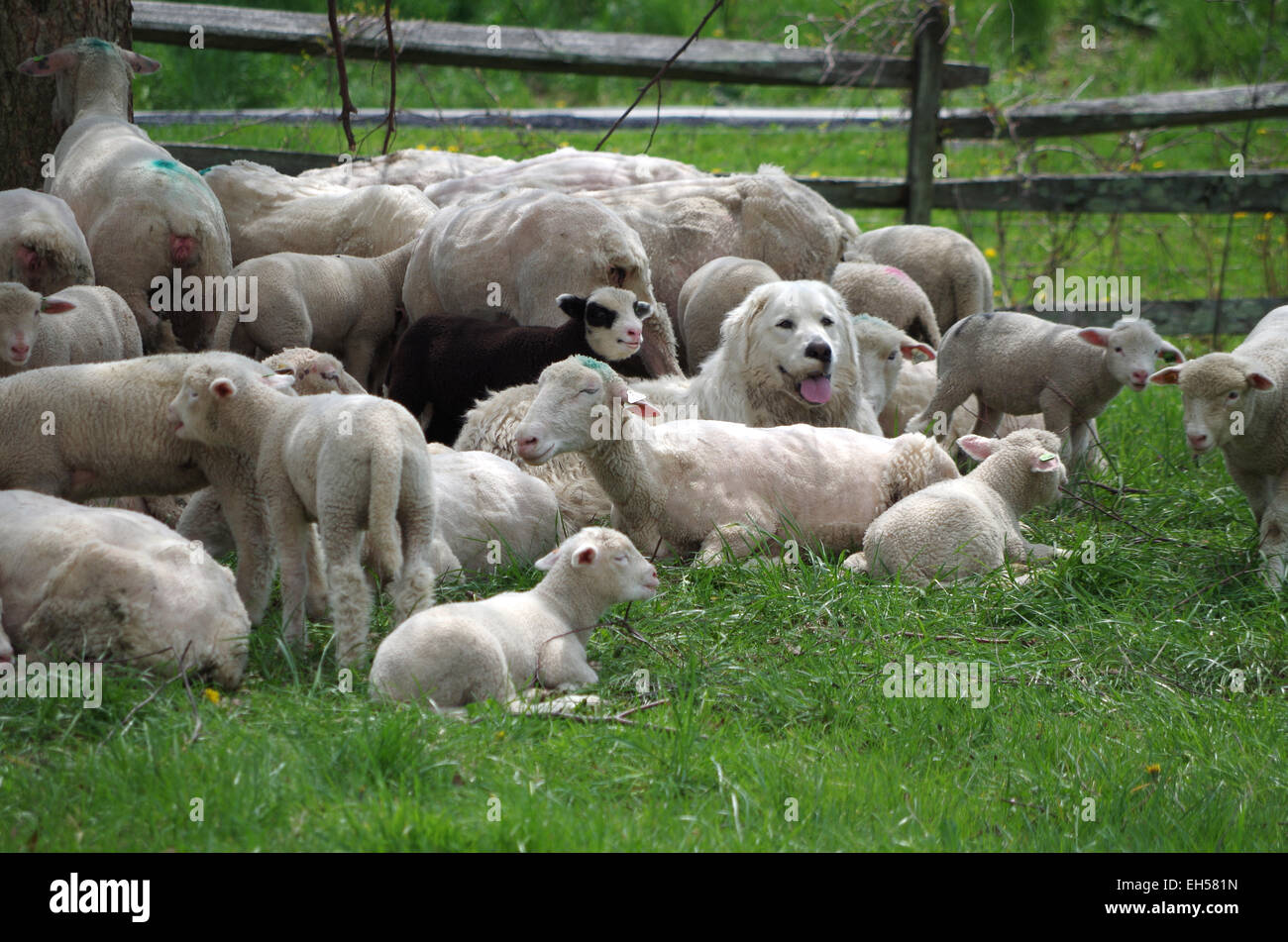 Goat lambkin hi-res stock photography and images - Alamy