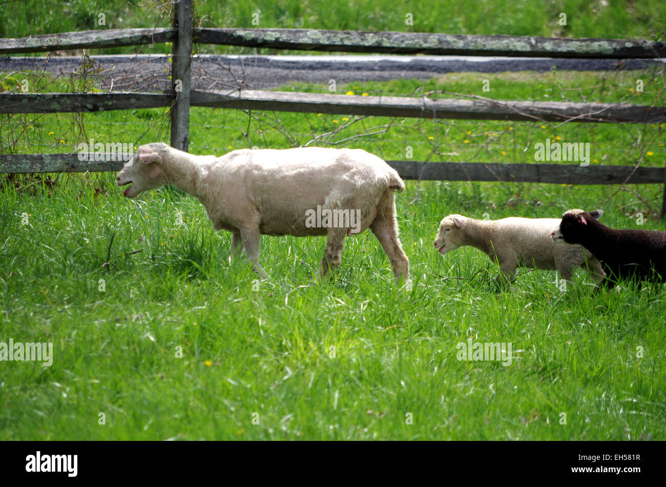 Rams and Sheep Stock Photo - Alamy