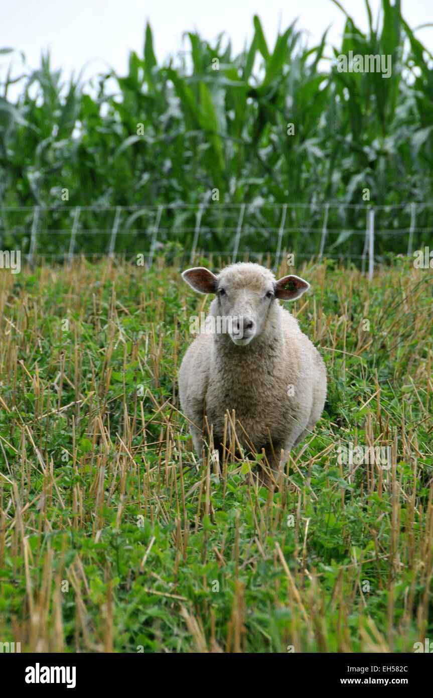 Rams and Sheep Stock Photo - Alamy