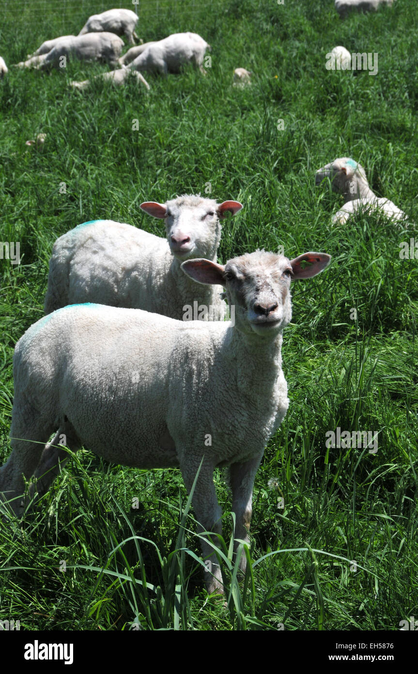 Lambs and Sheep Stock Photo - Alamy
