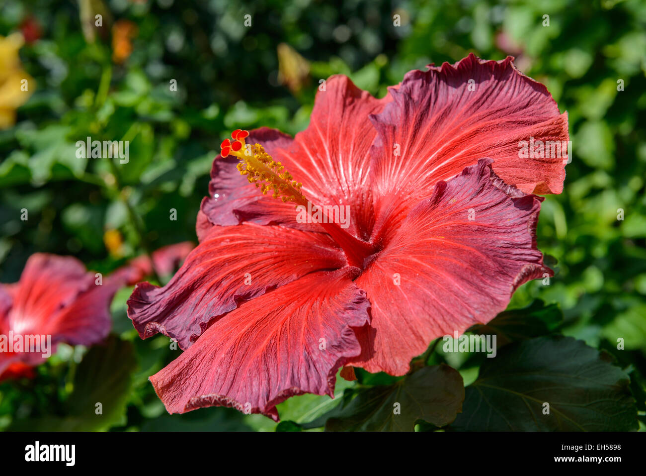 beautiful red hibiscus in the garden Stock Photo - Alamy