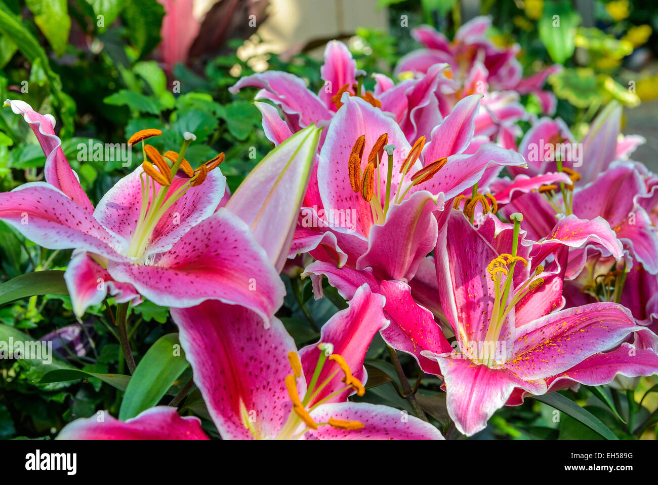 beautiful red lilies in the garden Stock Photo - Alamy