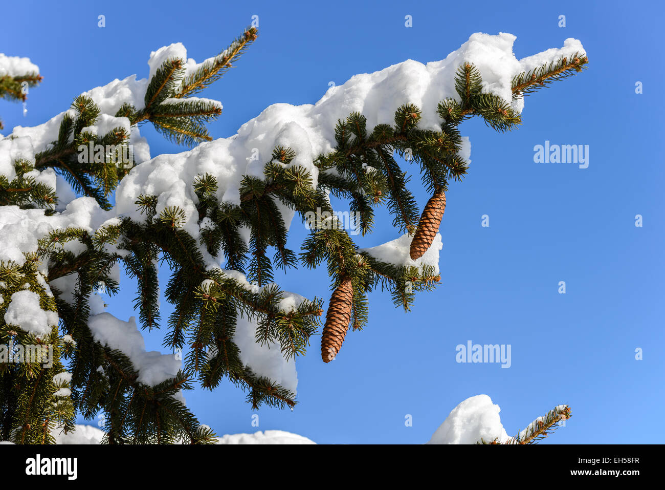 branch of spruce with cones covered with snow Stock Photo - Alamy