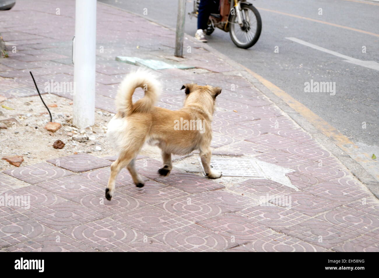 Street dog hi-res stock photography and images - Alamy