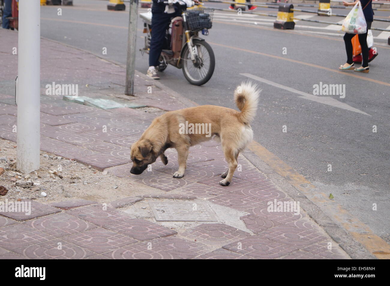 Street dog hi-res stock photography and images - Alamy