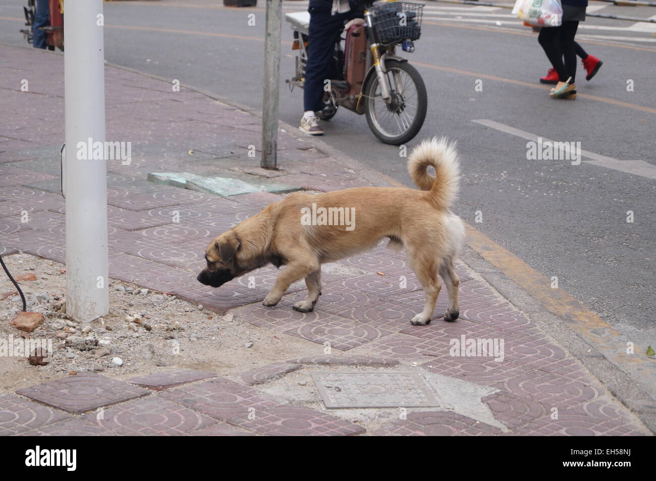 A street dog Stock Photo - Alamy