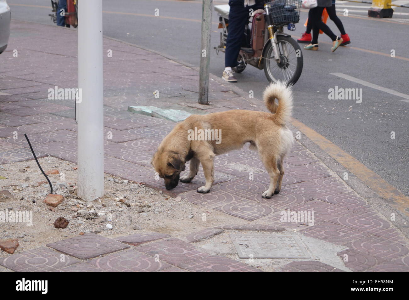 Street dog hi-res stock photography and images - Alamy