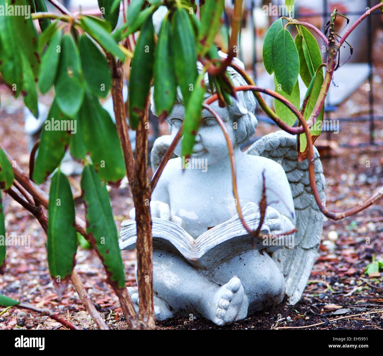 Angel vine hi-res stock photography and images - Alamy