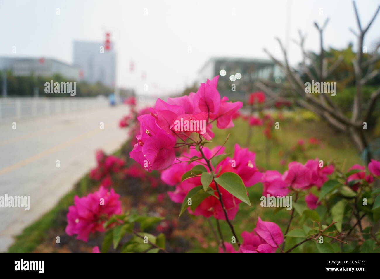 Triangle plum flowers hi-res stock photography and images - Alamy