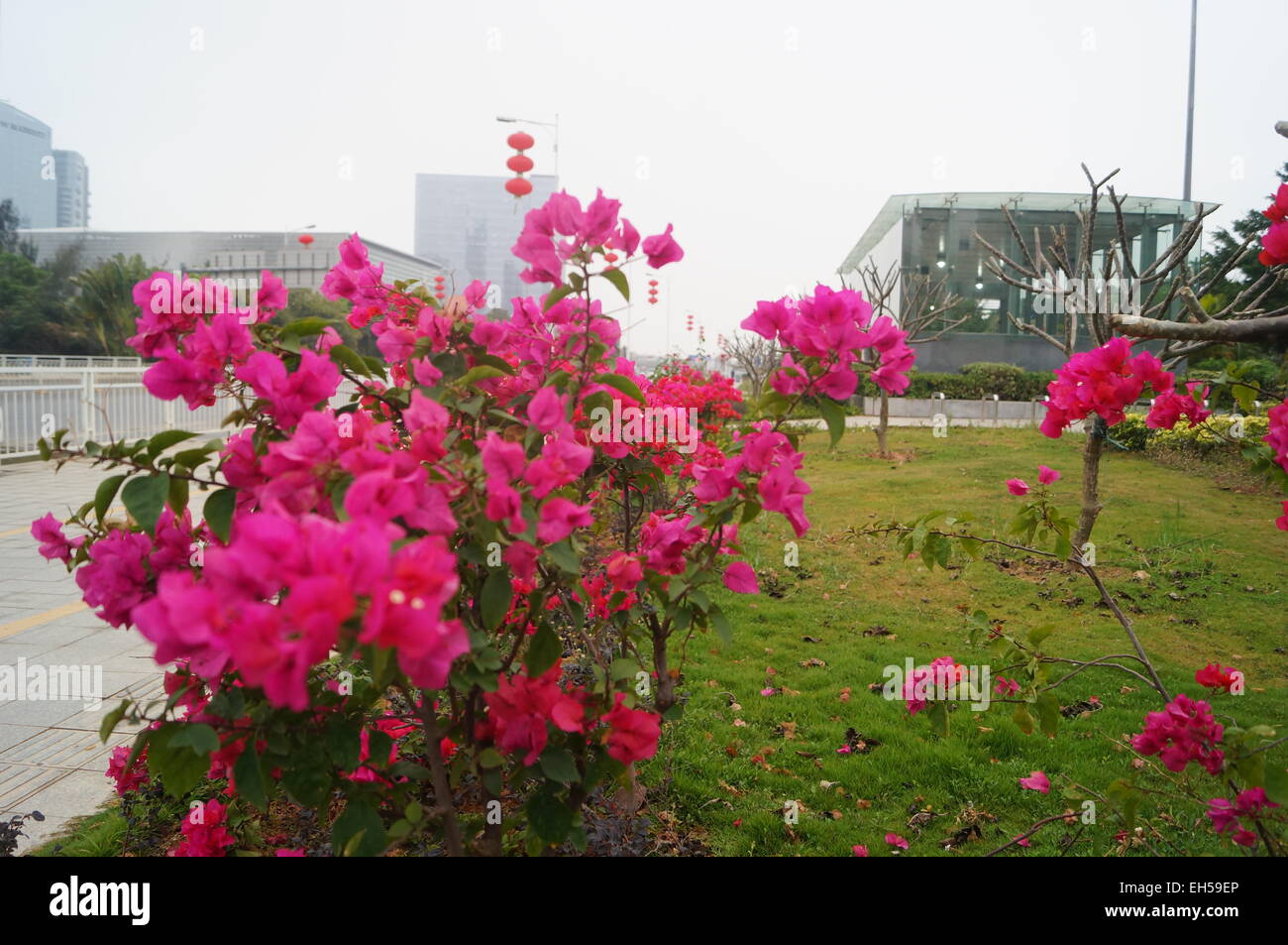 Triangle plum flowers hi-res stock photography and images - Alamy