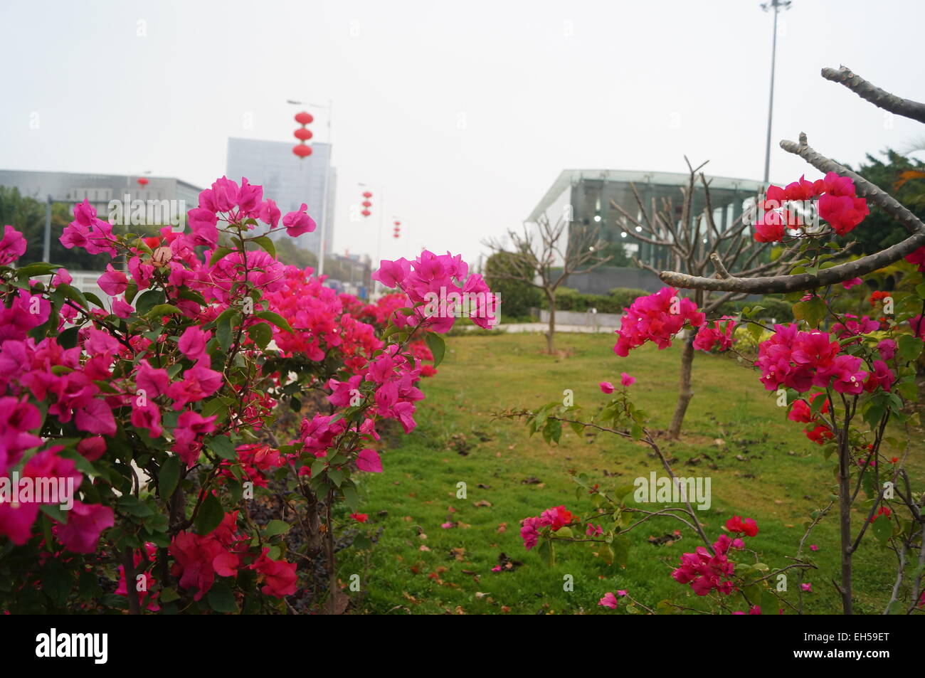 Triangle plum flowers Stock Photo - Alamy